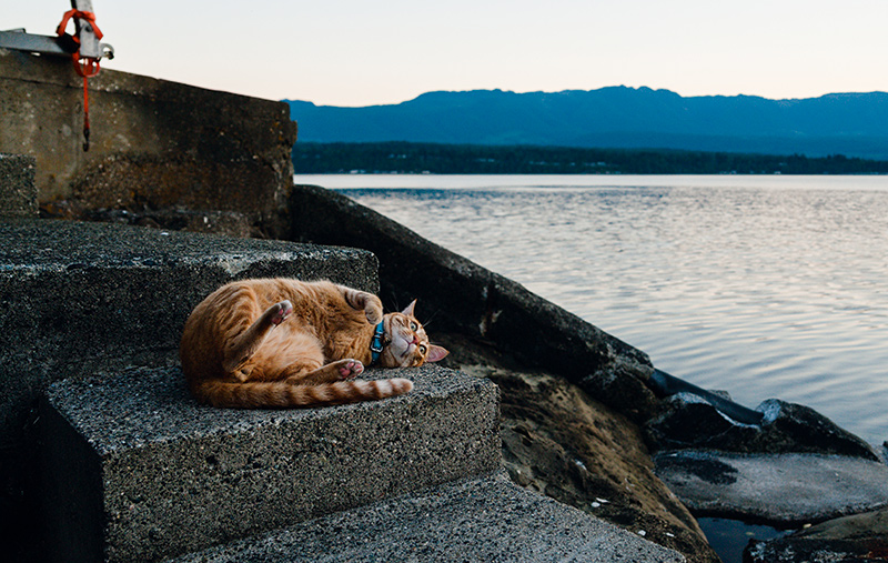 Meet the cats who spend their lives at home in lighthouses - Your Cat