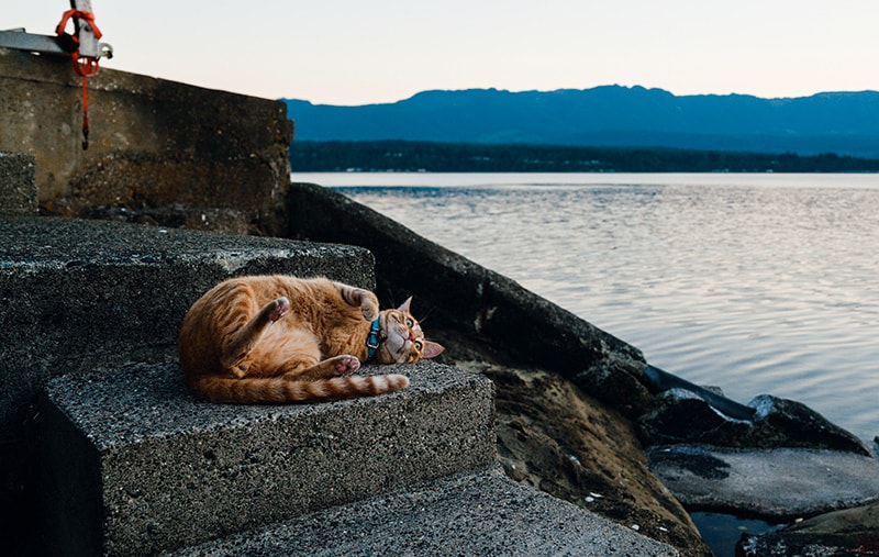 Meet the cats who spend their lives at home in lighthouses - Your Cat