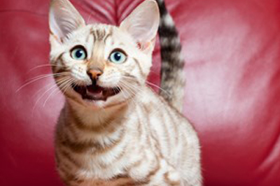 How to stop your cat miaowing all the time - Your Cat