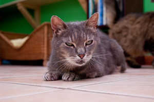 Care tips for ageing and senior cats - Your Cat
