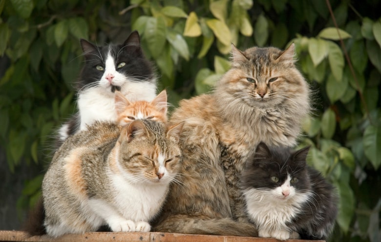 What is Feline infectious peritonitis (FIP)? - Your Cat