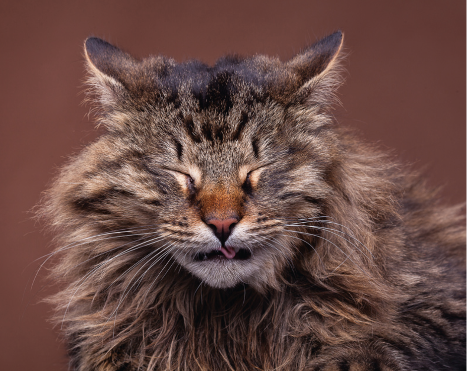 Rhinitis in cats - Your Cat
