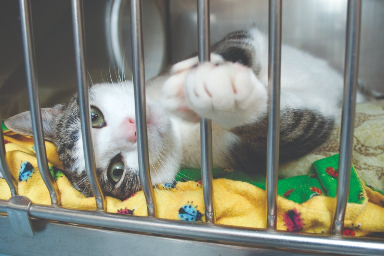 Introducing a new cat to your existing cat or dog - Your Cat