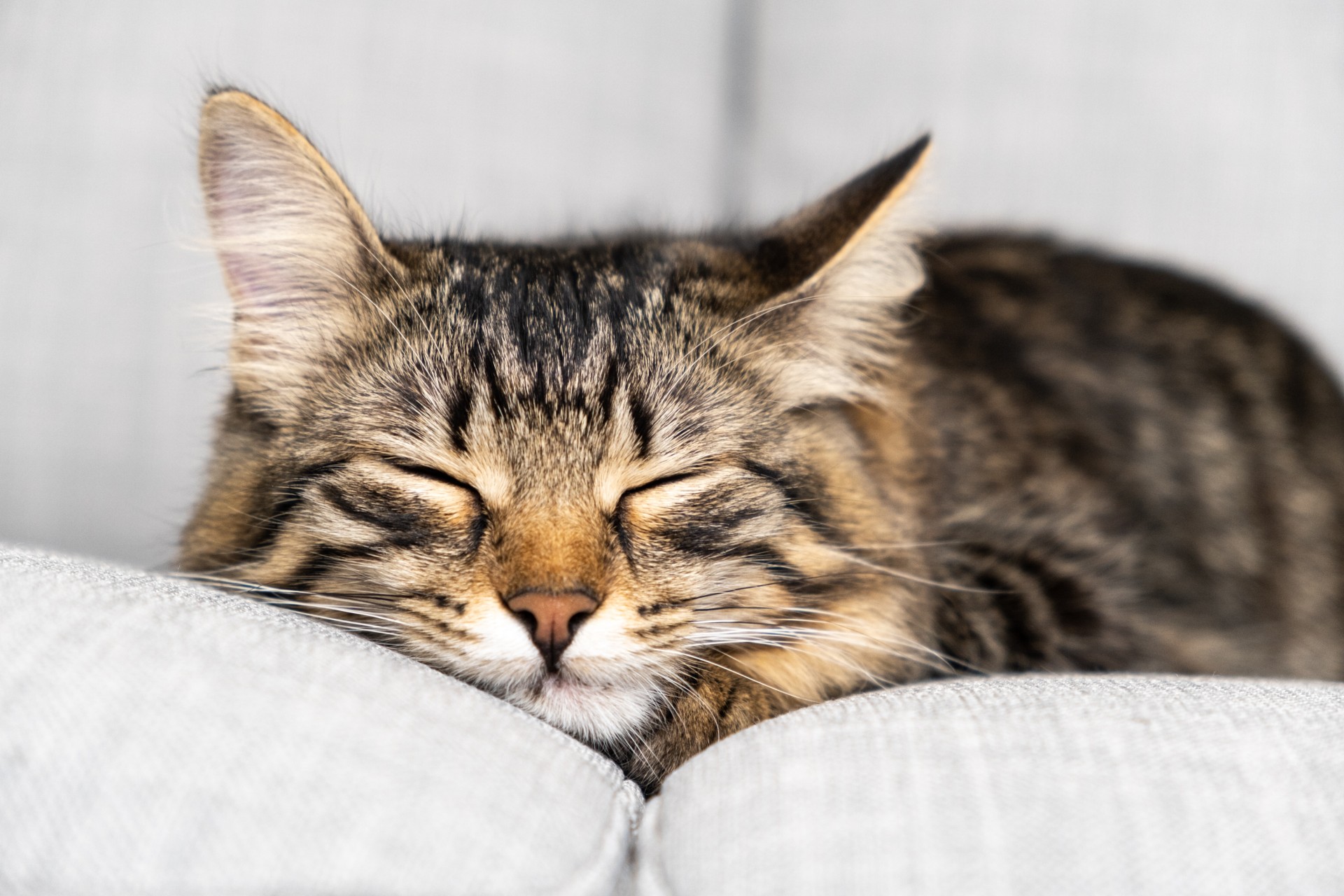 The importance of sleep - Your Cat