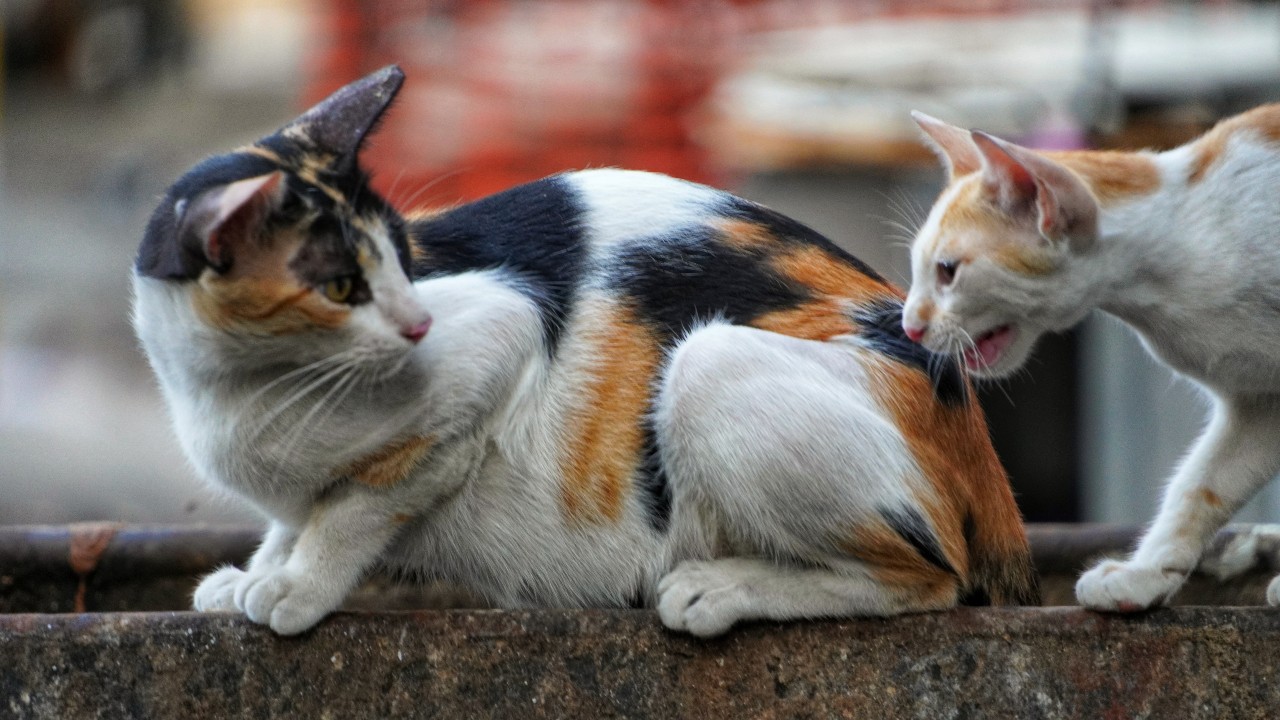 My cat is being bullied - Your Cat