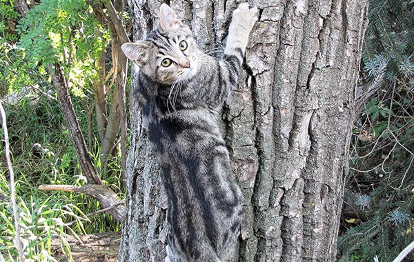 Why do cats climb trees? - Your Cat