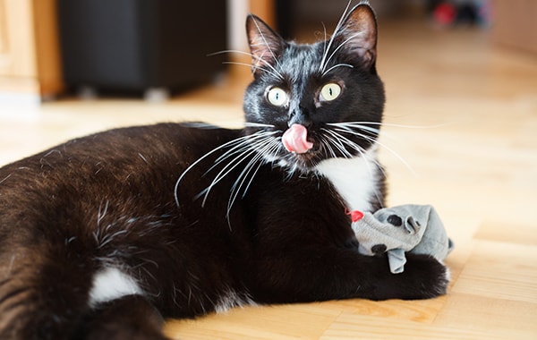 Why does my cat dribble? - Your Cat