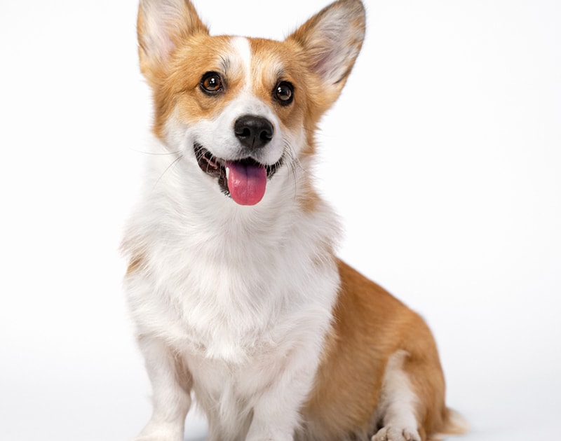 welshcorgicardigandogbreedprofile - Your Dog