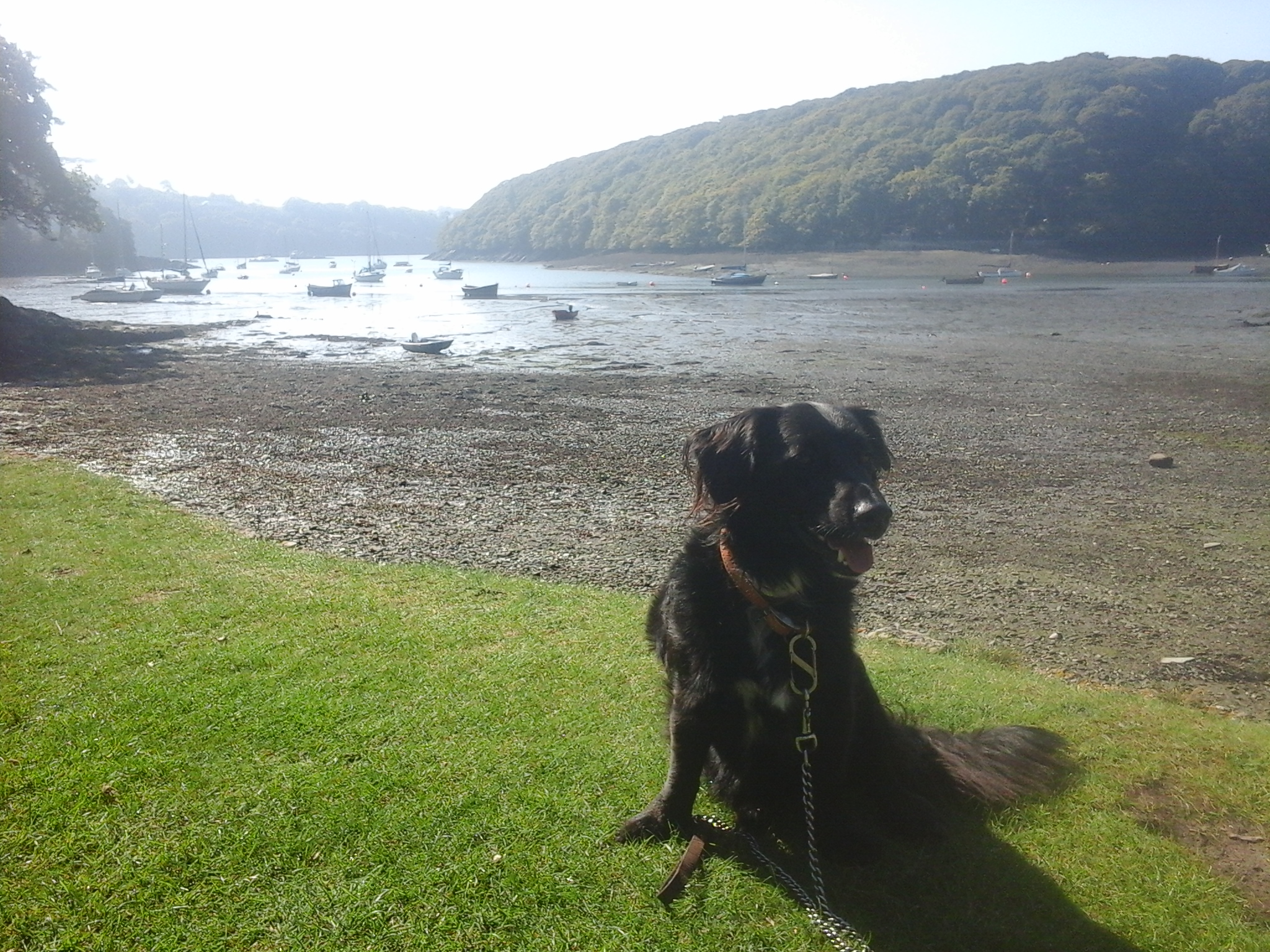 Budock Vean Hotel - Your Dog