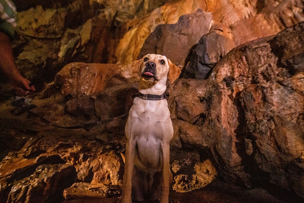 Cheddar Gorge - Your Dog