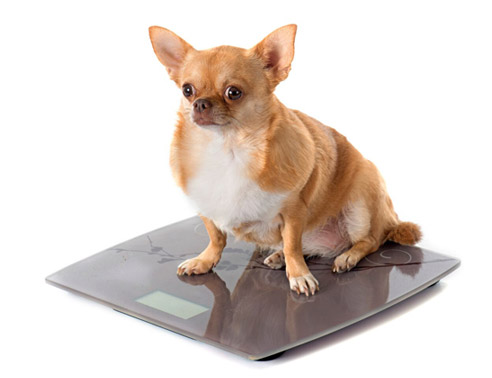 Obesity in dogs - Your Dog