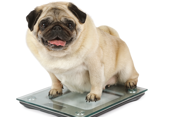 High risk of obesity in Pugs - Your Dog