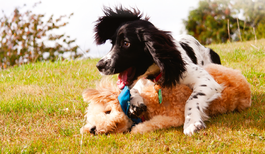 What causes over-arousal in dogs? - Your Dog