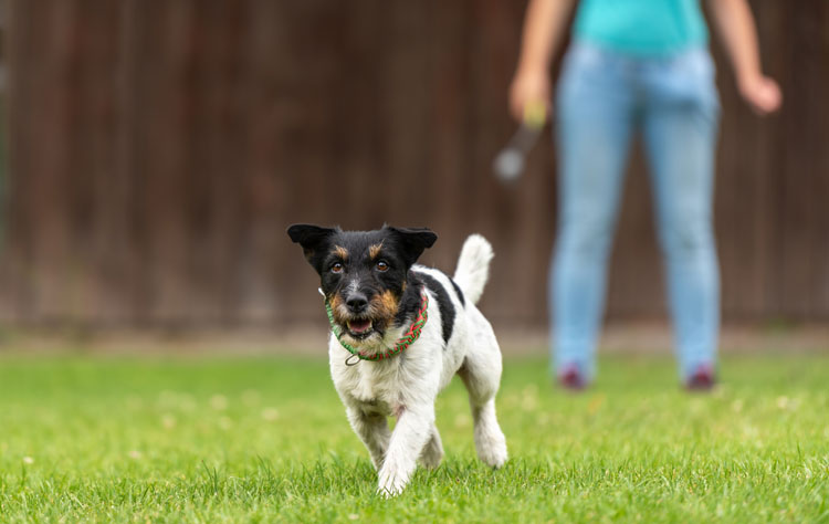 What is canine adolescence? - Your Dog