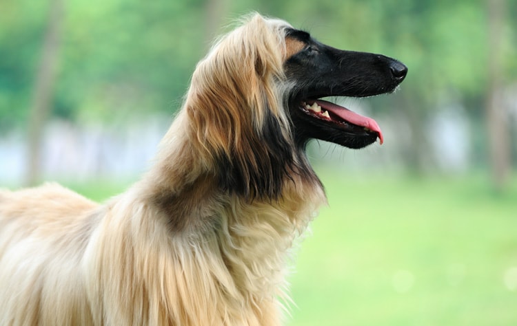 Afghan Hound breed profile - Your Dog