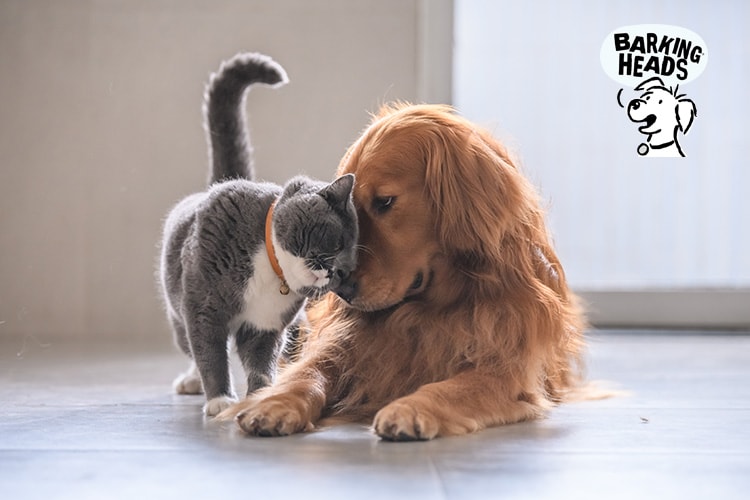 Things that happen when you become a fur parent - Your Dog