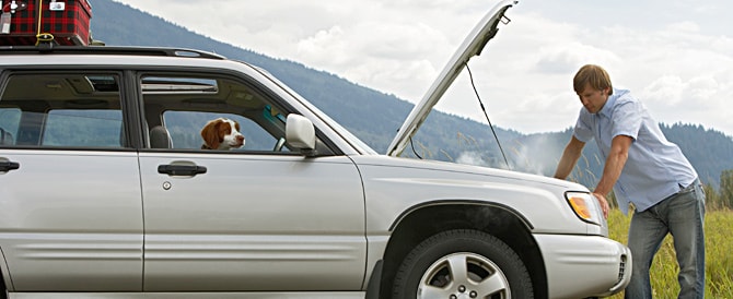 Car breakdown safety tips - Your Dog