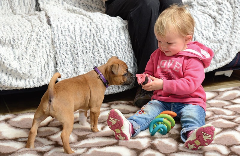 Make sure your children and dogs have a great relationship - Your Dog