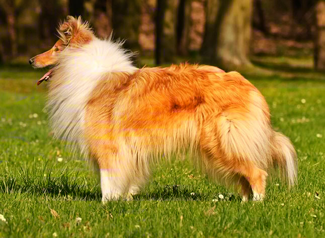 Rough Collie Breed Profile - Your Dog
