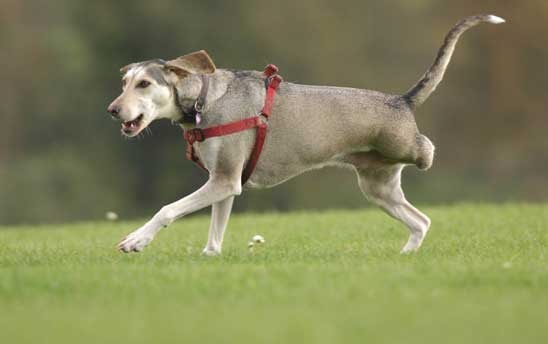 Can dogs cope if they have a leg amputated? - Your Dog