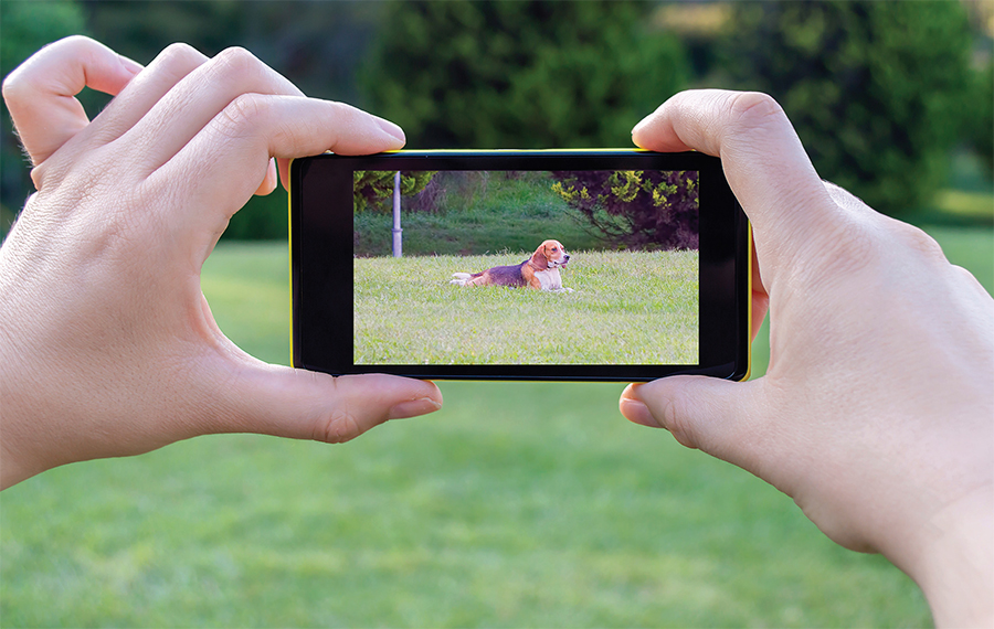 Top tips on how to take a great photo of your dog - Your Dog