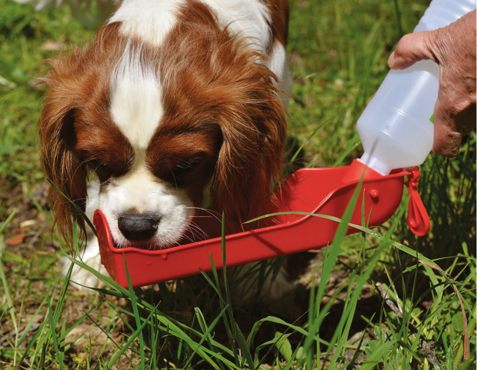 10 essentials to take on your dog walks - Your Dog