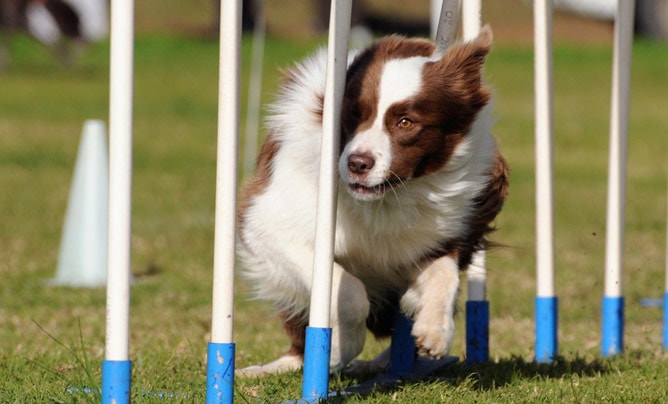 Teaching your dog to weave, weave poles, dog weaving, weave competition ...
