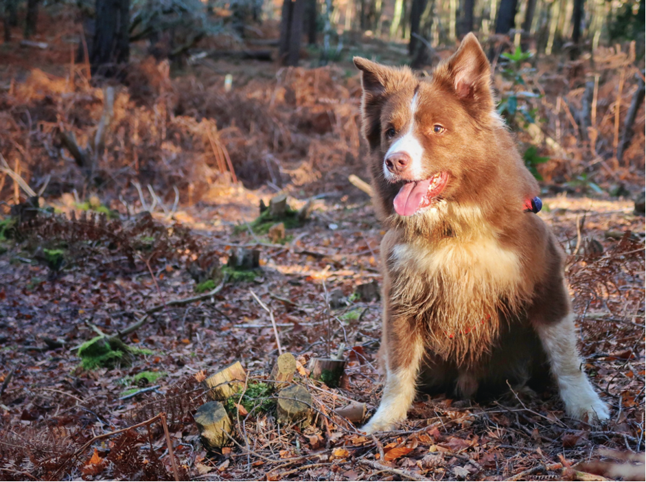 Devotion to duty - Your Dog