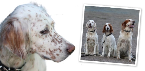 englishsetterdogbreedprofile - Your Dog