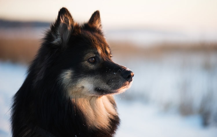 Finnish Lapphund Breed Profile - Your Dog