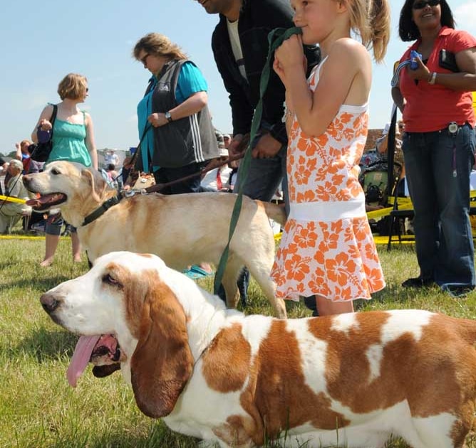 Fun dog shows. - Your Dog