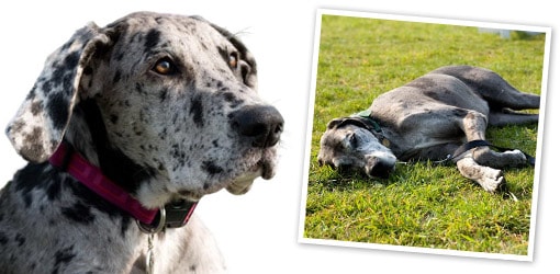 great dane dog breed profile - Your Dog