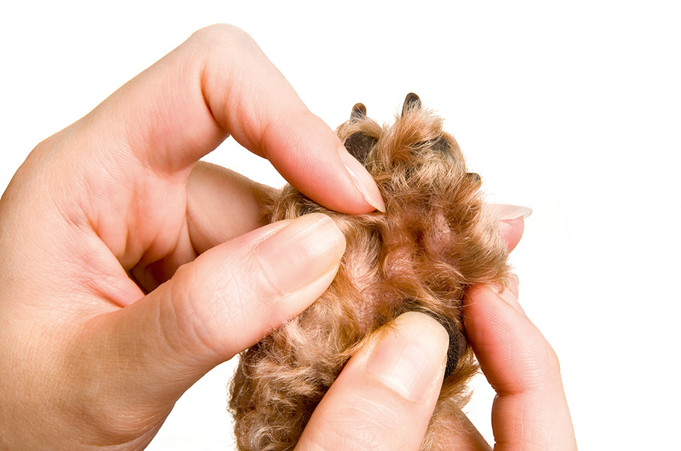 Sores between the toes - Your Dog