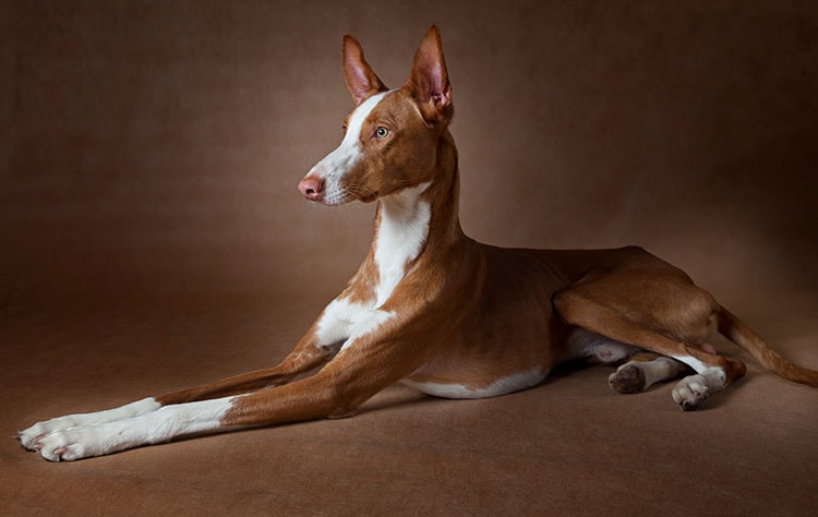 Ibizan Hound Breed Profile - Your Dog