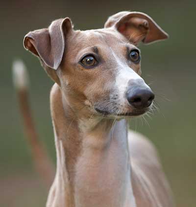 Italian Greyhound Breed Profile - Your Dog
