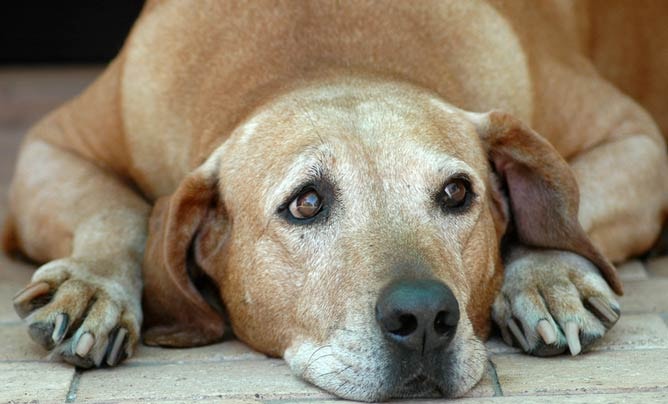 What are the symptoms of prostate problems? - Your Dog