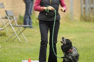 Rally, obedience, classes, dog, competition, take part, events - Your Dog
