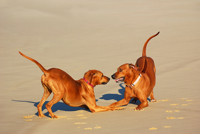 The importance of play - Your Dog