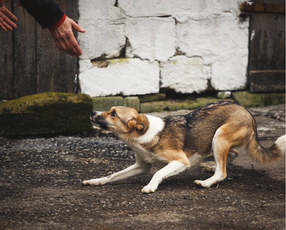 What is making my dog stressed? - Your Dog