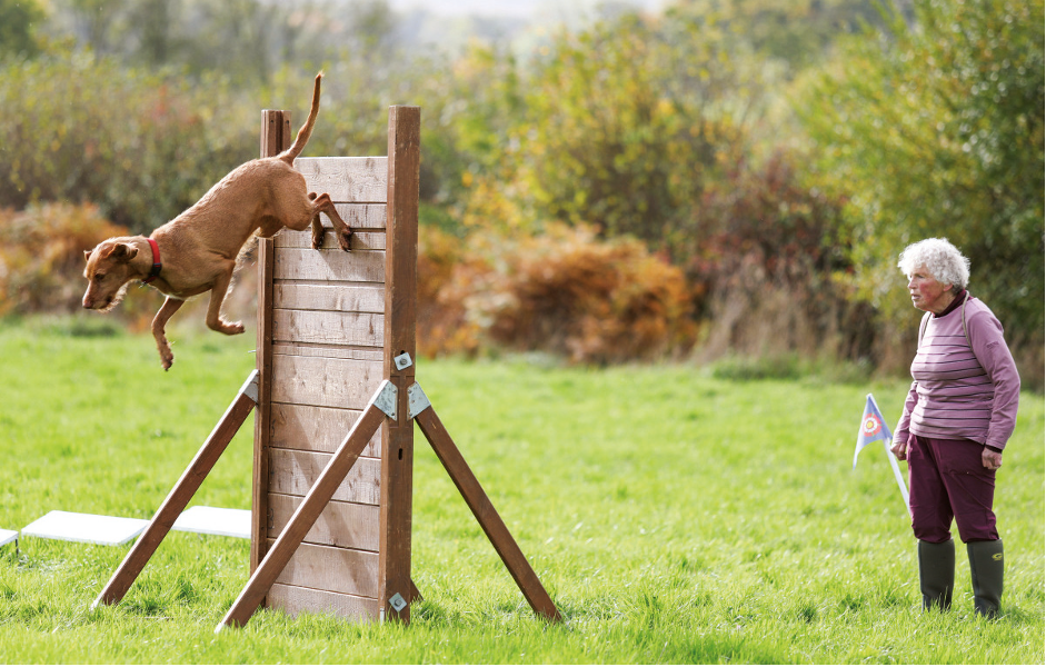 Working Trials - Your Dog