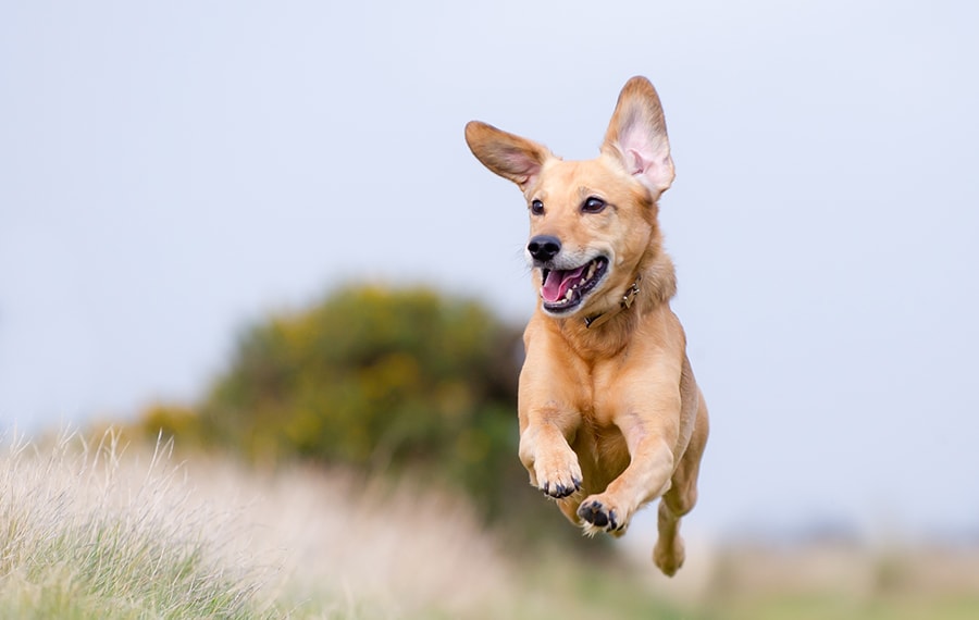 Feeding tips for happy, healthy dogs - Your Dog